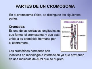 Los cromosomas | PPTX