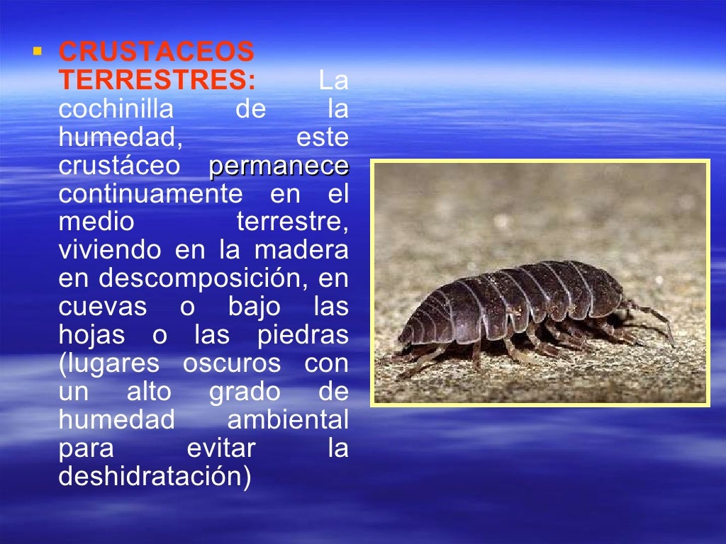Crustaceos Caracteristicas
