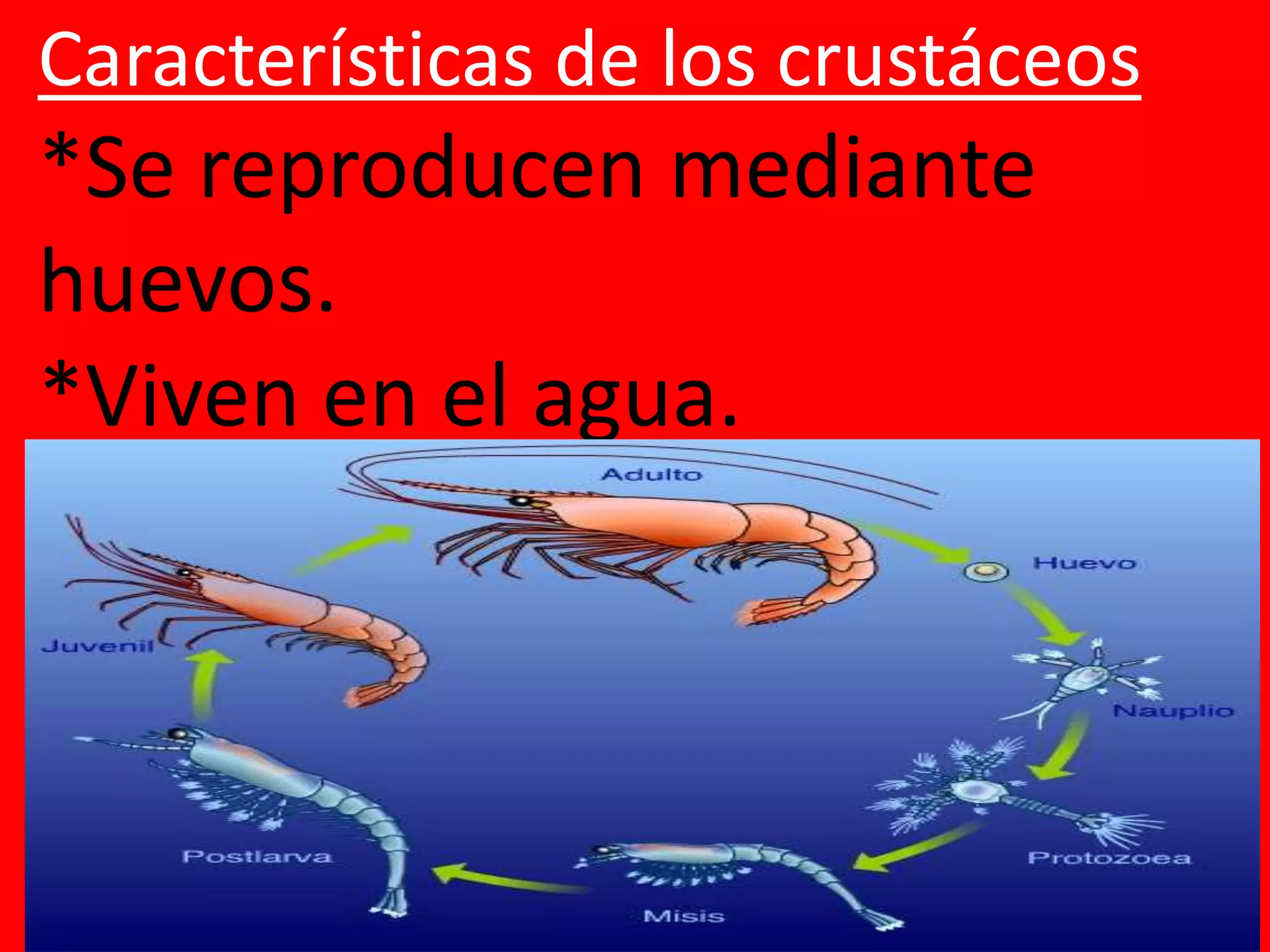Los crustaceos | PPT