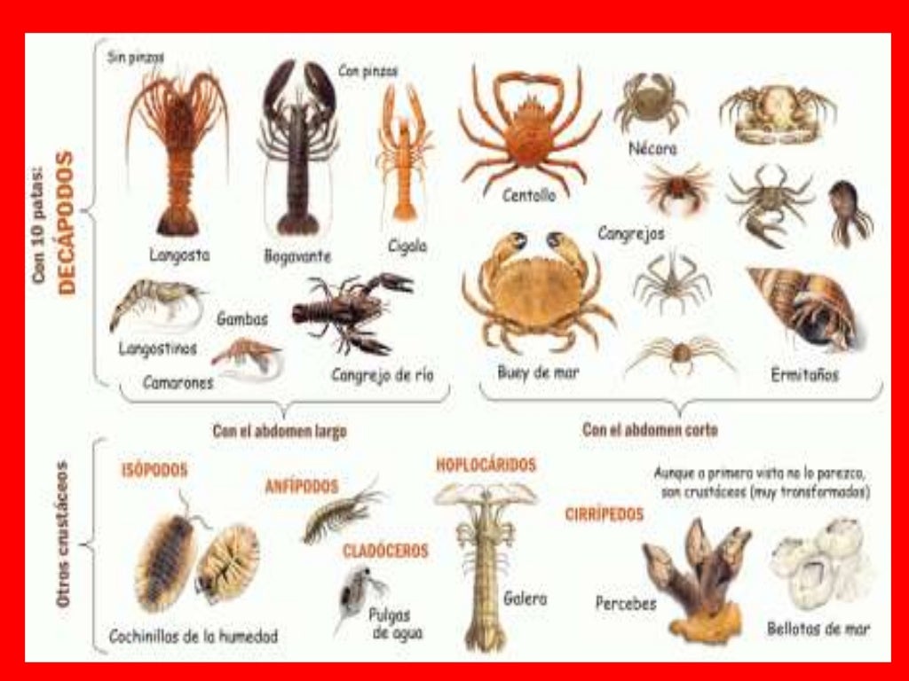 Crustaceos Pdf