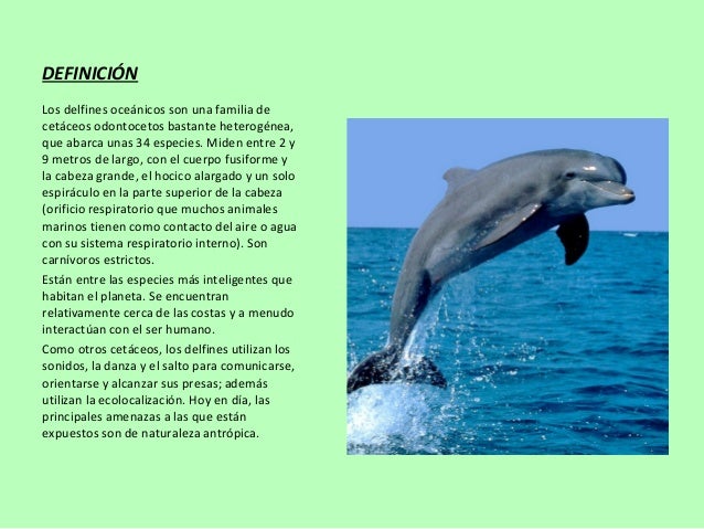 Los delfines