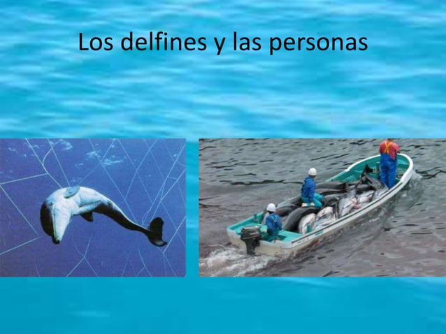 LOS DELFINES | PPTX