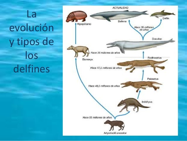 LOS DELFINES