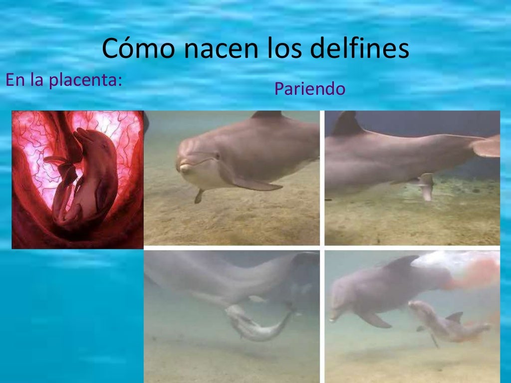 LOS DELFINES