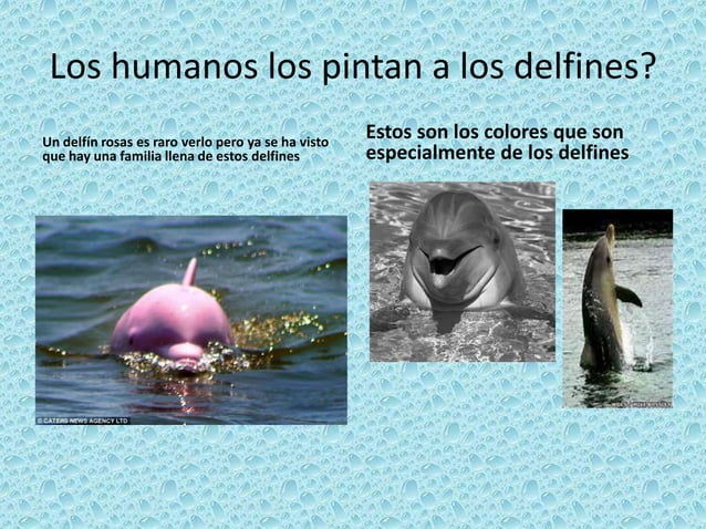 Los delfines de jimenauth954h | PPT