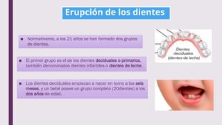 LOS DIENTES clasificación funciones tipos de dientes | PPTX