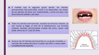 LOS DIENTES clasificación funciones tipos de dientes | PPTX