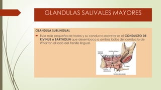 LOS DIENTES _GLANDULAS SALIVALES MAYORES (1).pptx