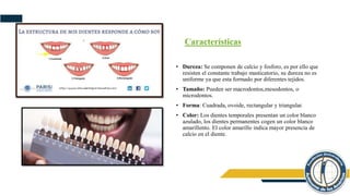 Los dientes | PPTX