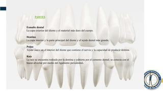 Los dientes | PPTX