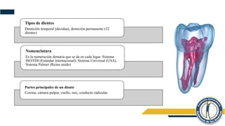 Los dientes | PPTX