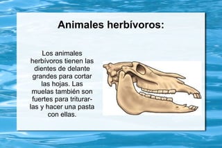 Los dientes y la alimentación de los animales | ODP