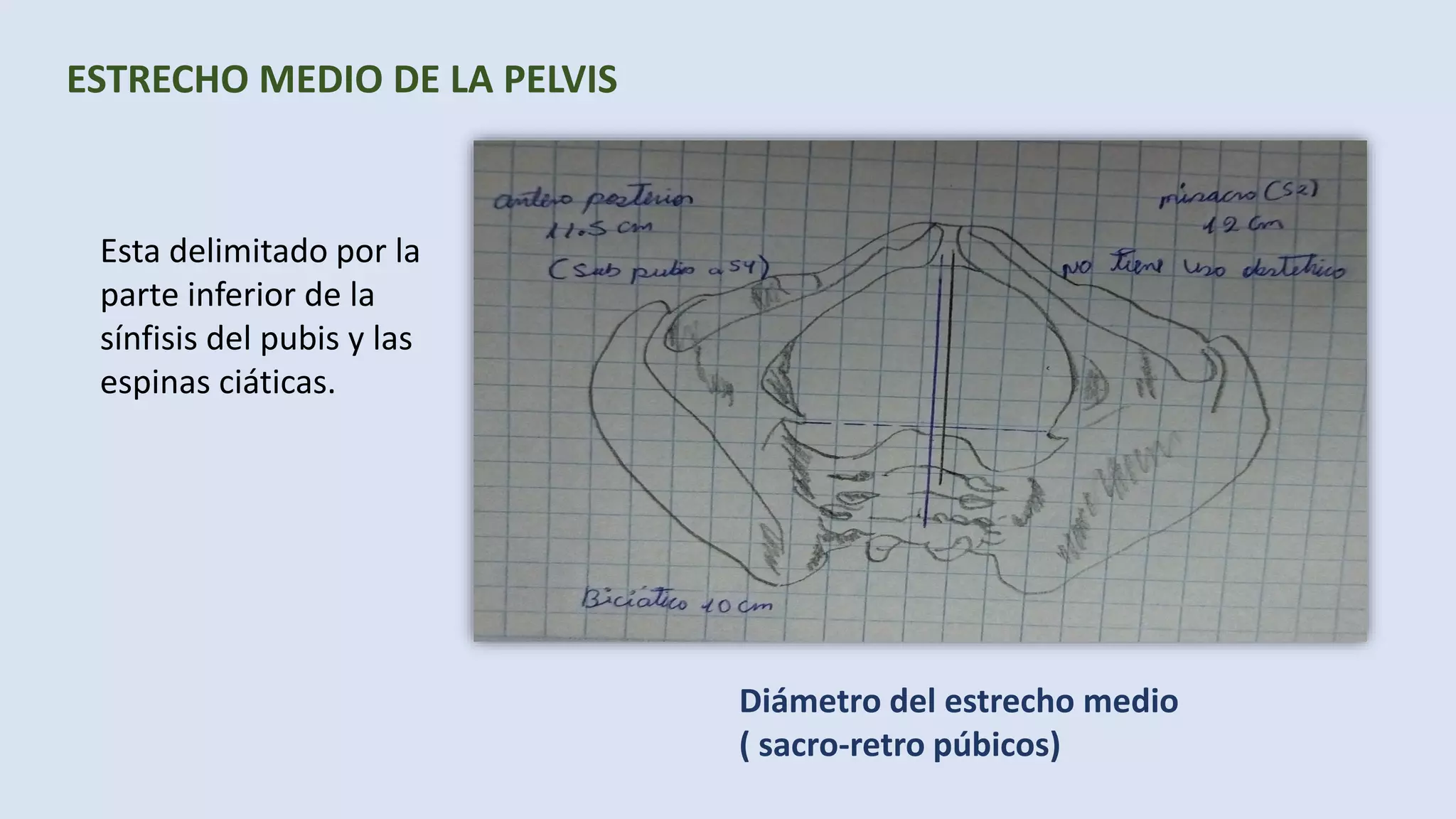 Los diámetros pélvicos, músculos del piso pélvico-OB2-CAMPUSs.pdf