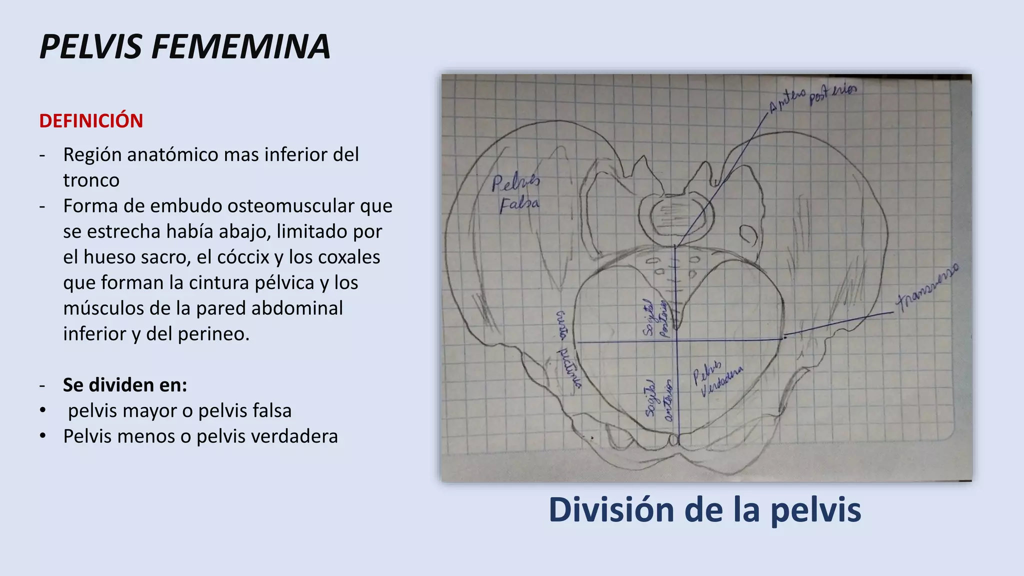 Los diámetros pélvicos, músculos del piso pélvico-OB2-CAMPUSs.pdf