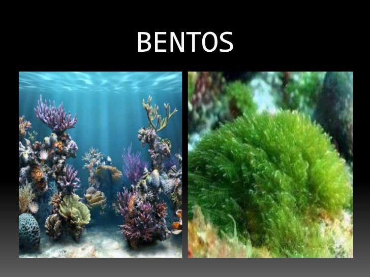 Los ecosistemas
