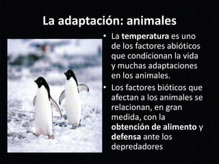 Los ecosistemas | PPTX