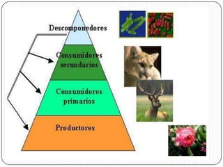 Los Ecosistemas Eduardo Gómez | PPT