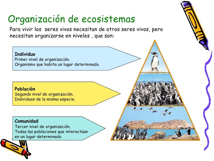 Los Ecosistemas 2