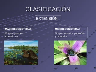 Los ecosistemas juan cruz | PPT