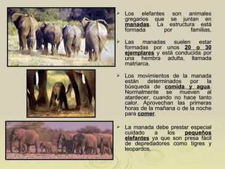 Los elefantes | PPT