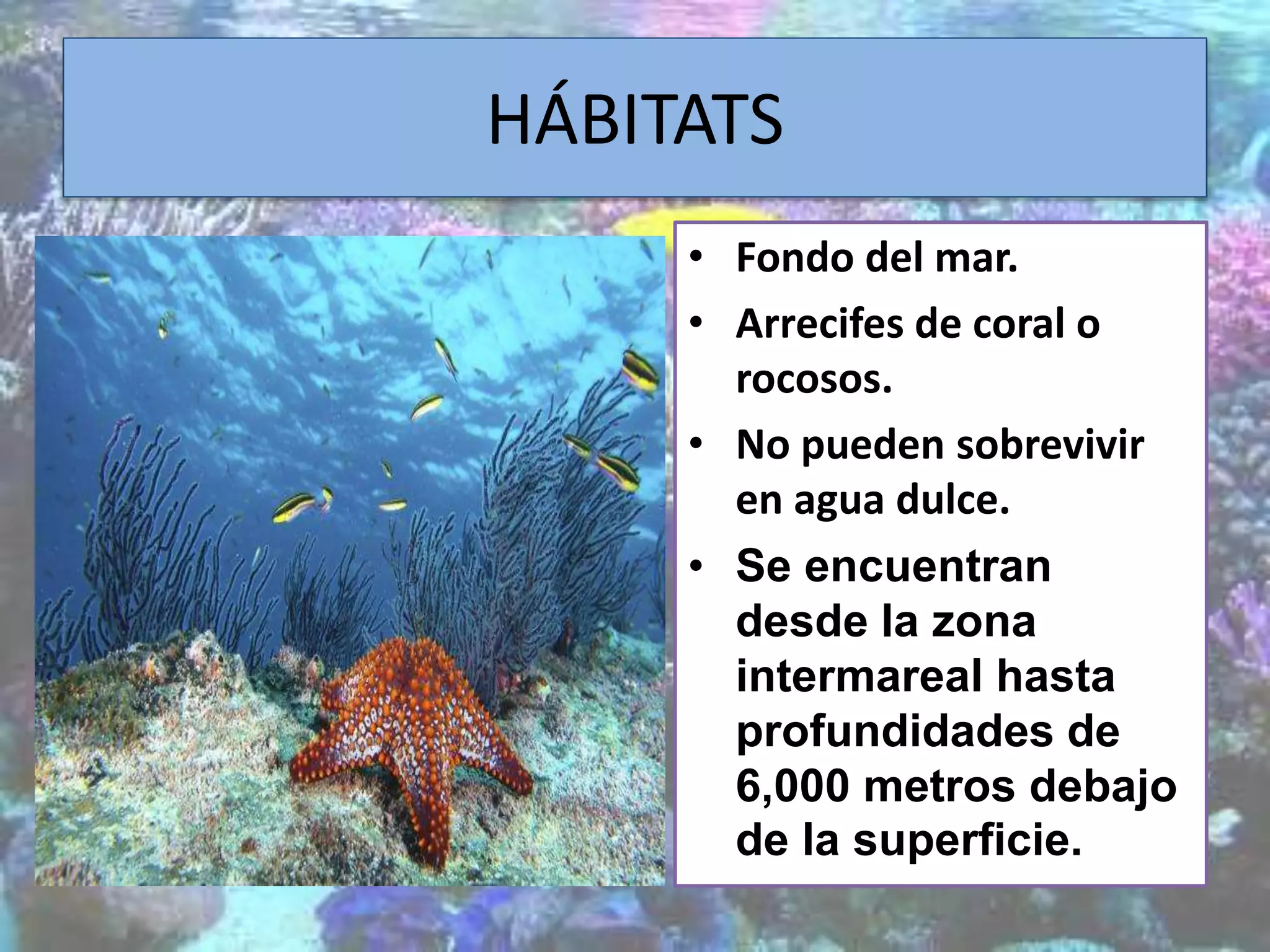 Lo equinodermo y evolución de la estrella de mar | PPTX
