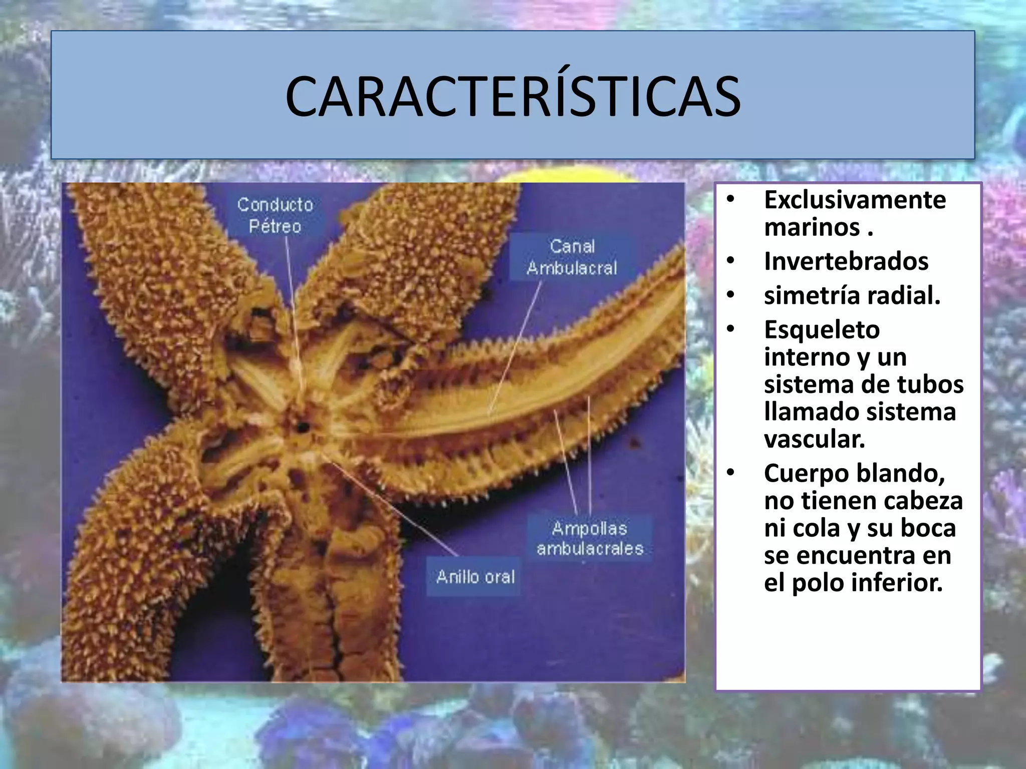Lo equinodermo y evolución de la estrella de mar | PPTX