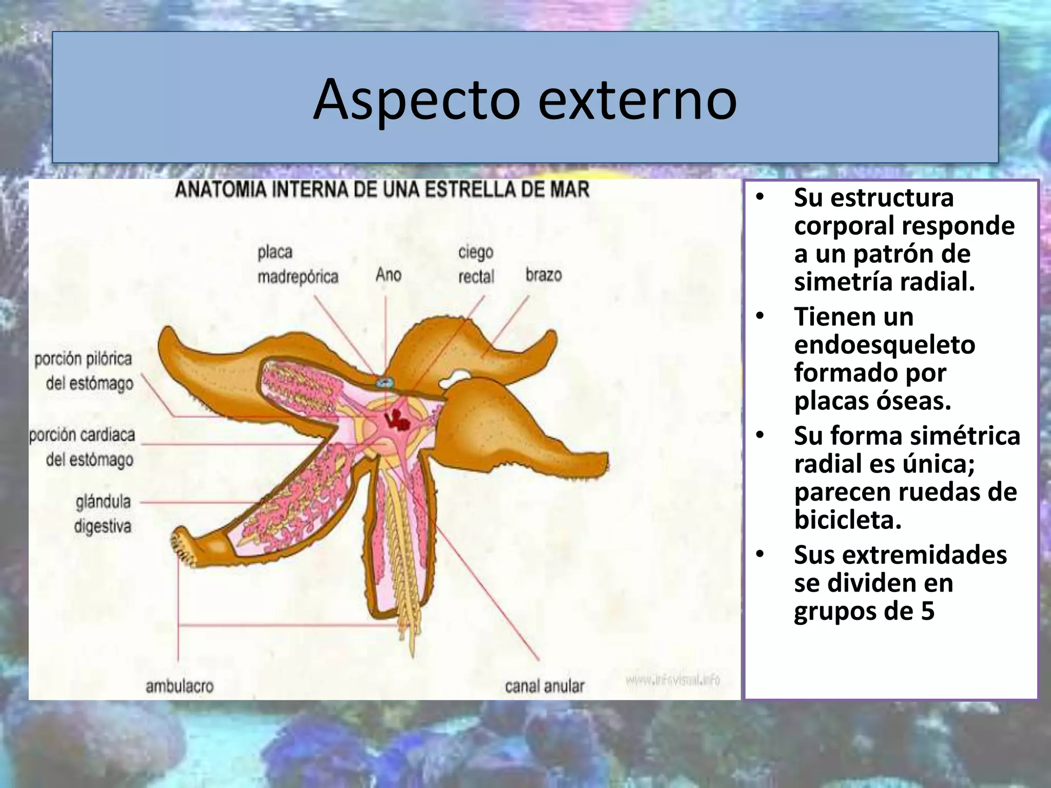 Lo equinodermo y evolución de la estrella de mar | PPTX