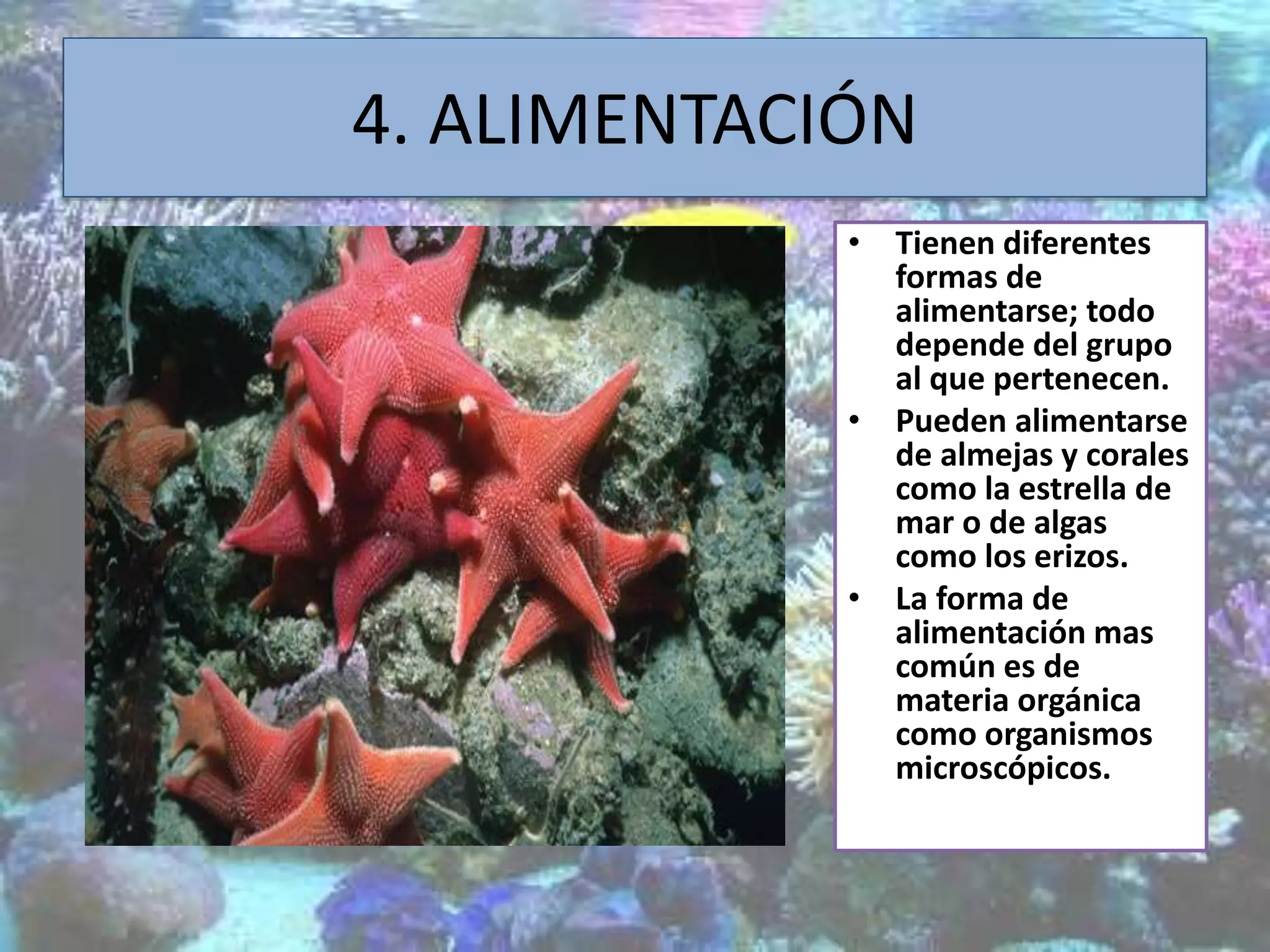 Lo equinodermo y evolución de la estrella de mar | PPTX