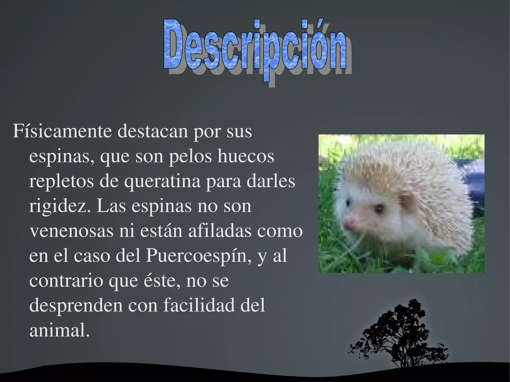 Los erizos | PPT