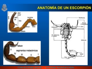 Los escorpiones | PPT