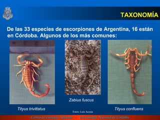 Los escorpiones | PPT