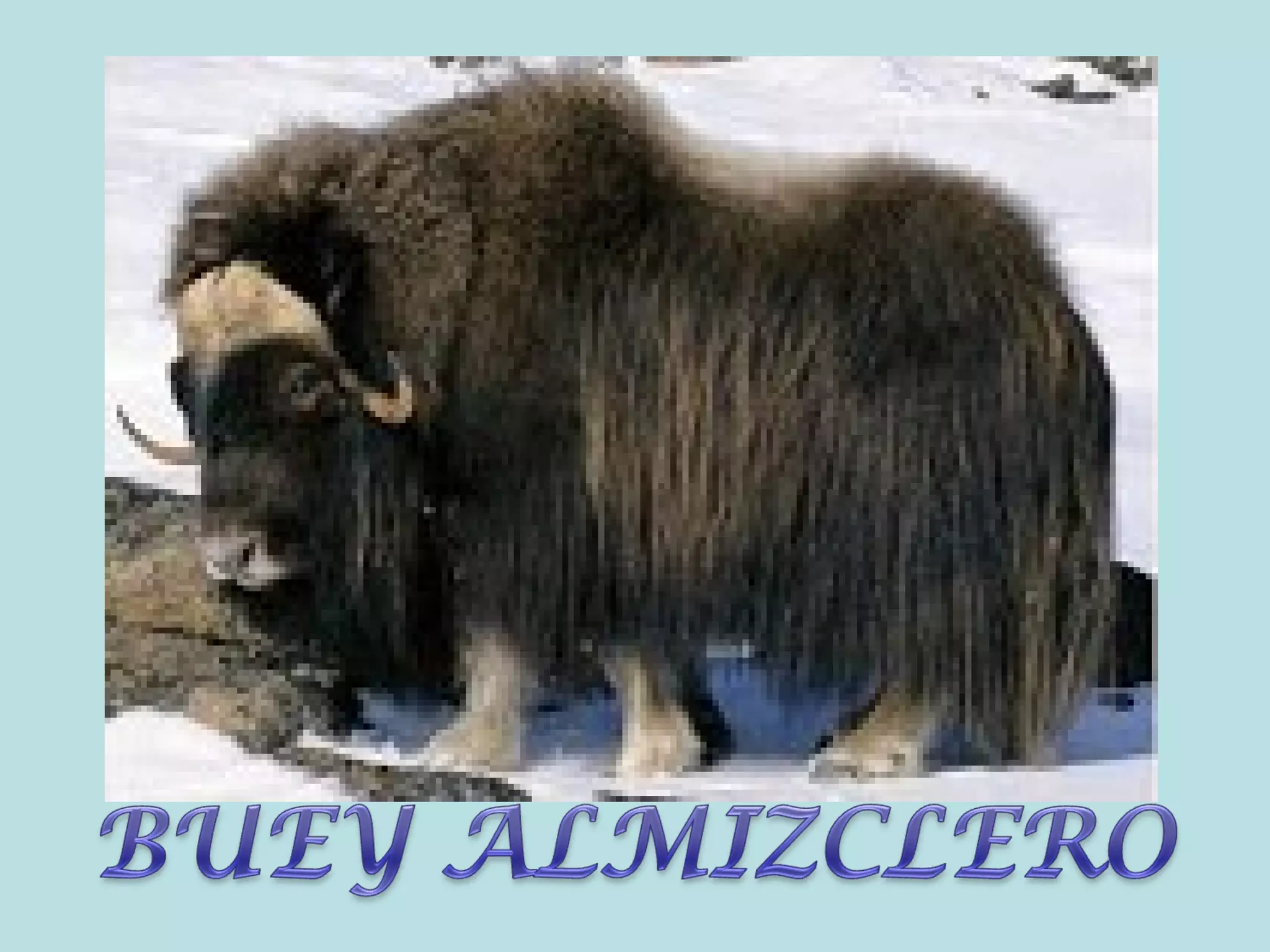 Los esquimales | PPT