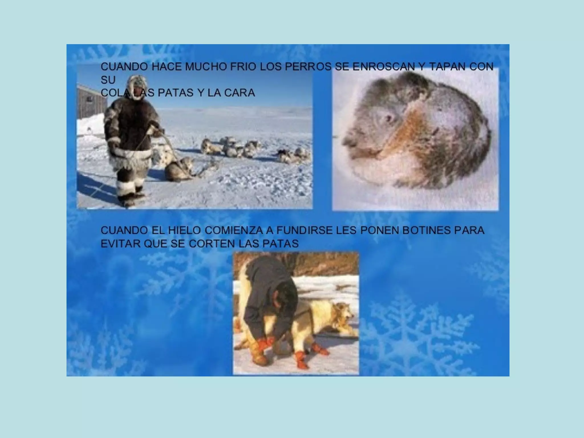 Los esquimales | PPT