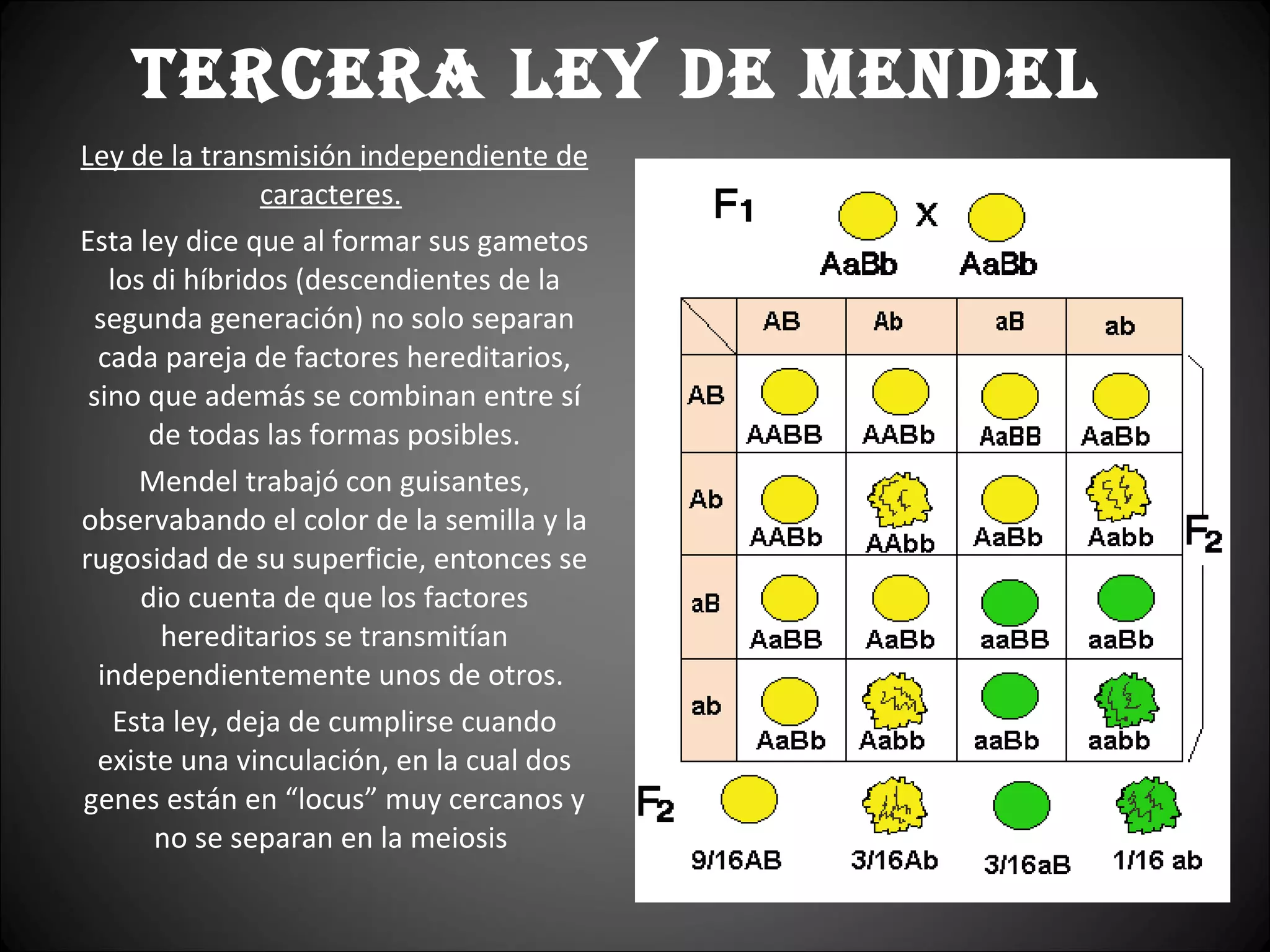 Los Experimentos De Mendel Listo..... | PPT