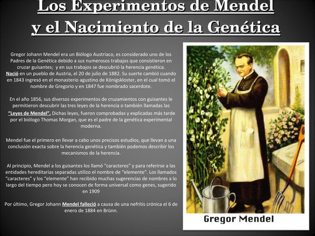 Los Experimentos De Mendel Listo..... | PPT