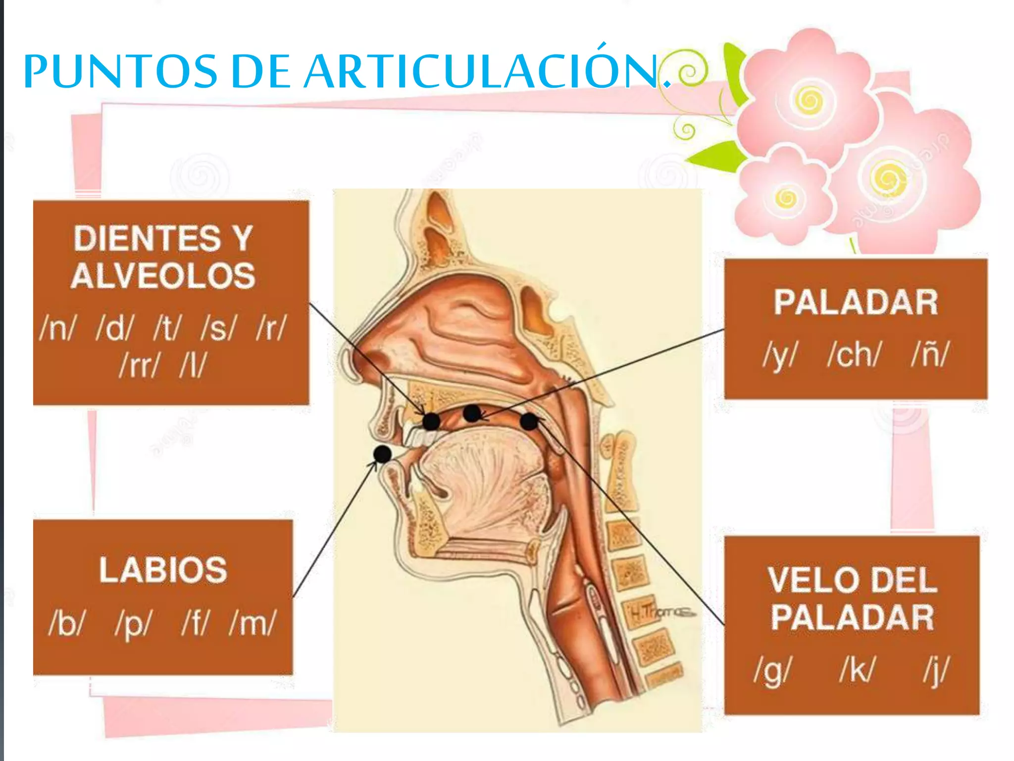 Los fonemas | PPTX