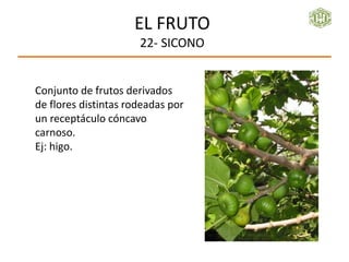 Los frutos | PPTX