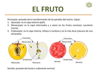 Los frutos | PPTX
