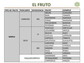 Los frutos | PPTX