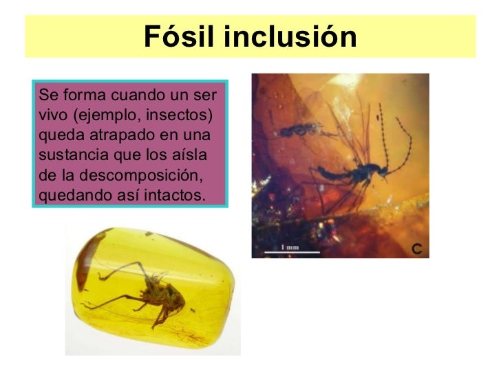 Los fósiles (colegio san gabriel)