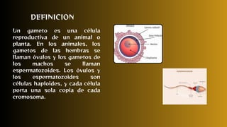 los gametos biología ficha preuniversitaria .pdf