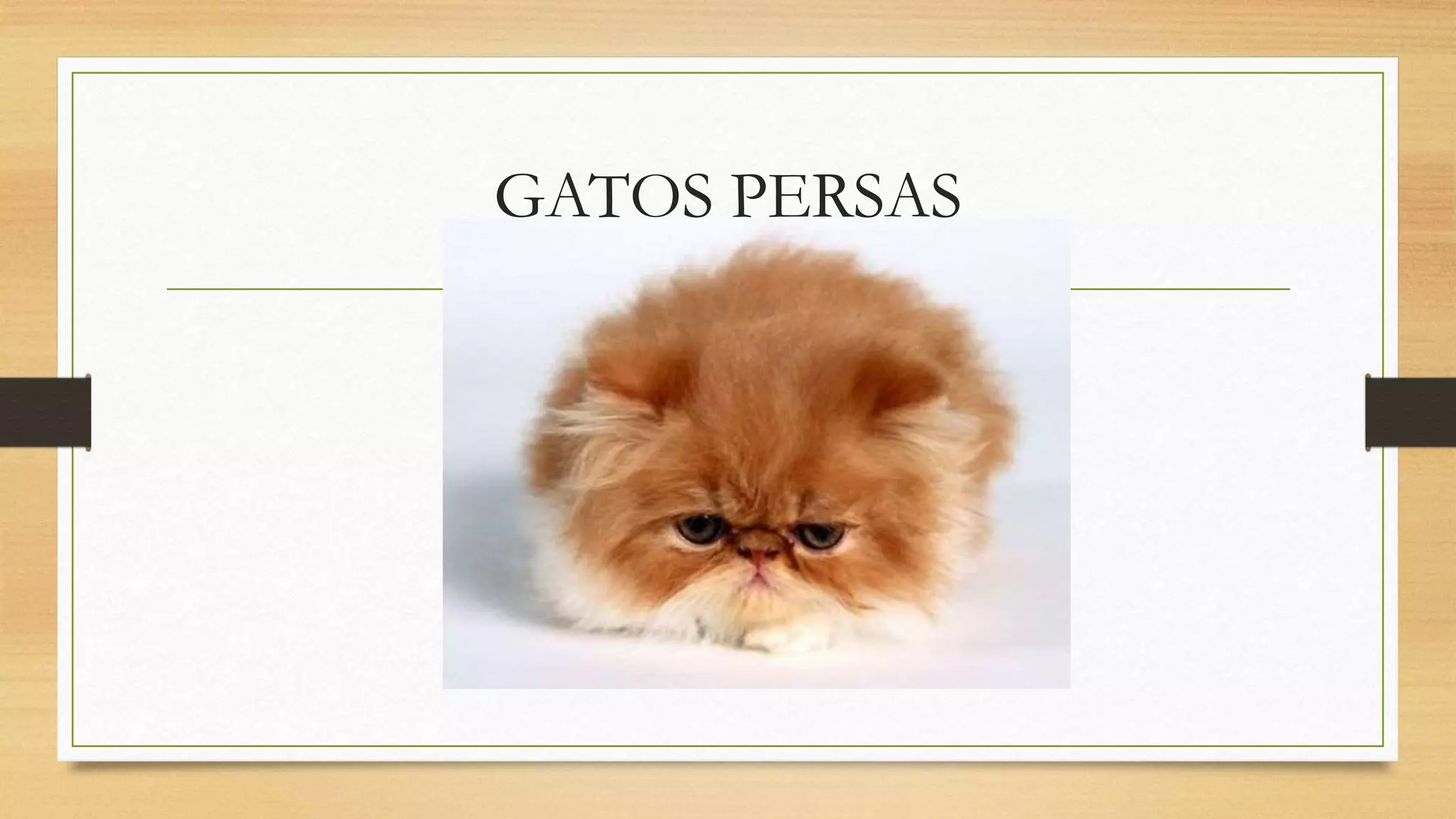 Los gatos!!c21 | PPTX