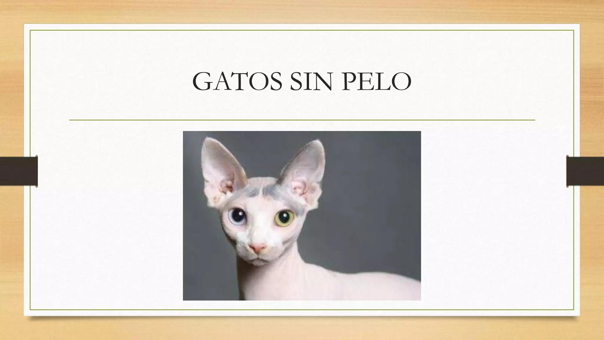 Los gatos!!c21 | PPT