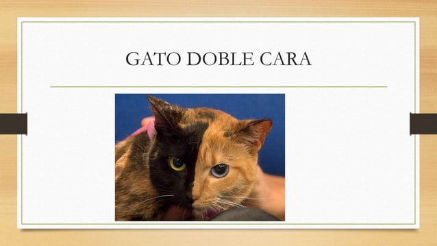 Los gatos!!c21 | PPT
