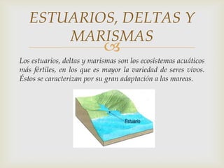 Los grandes ecosistemas acuaticos y terrestres | PPTX