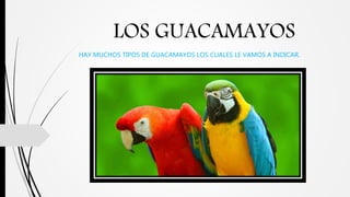 Los guacamayos | PPTX