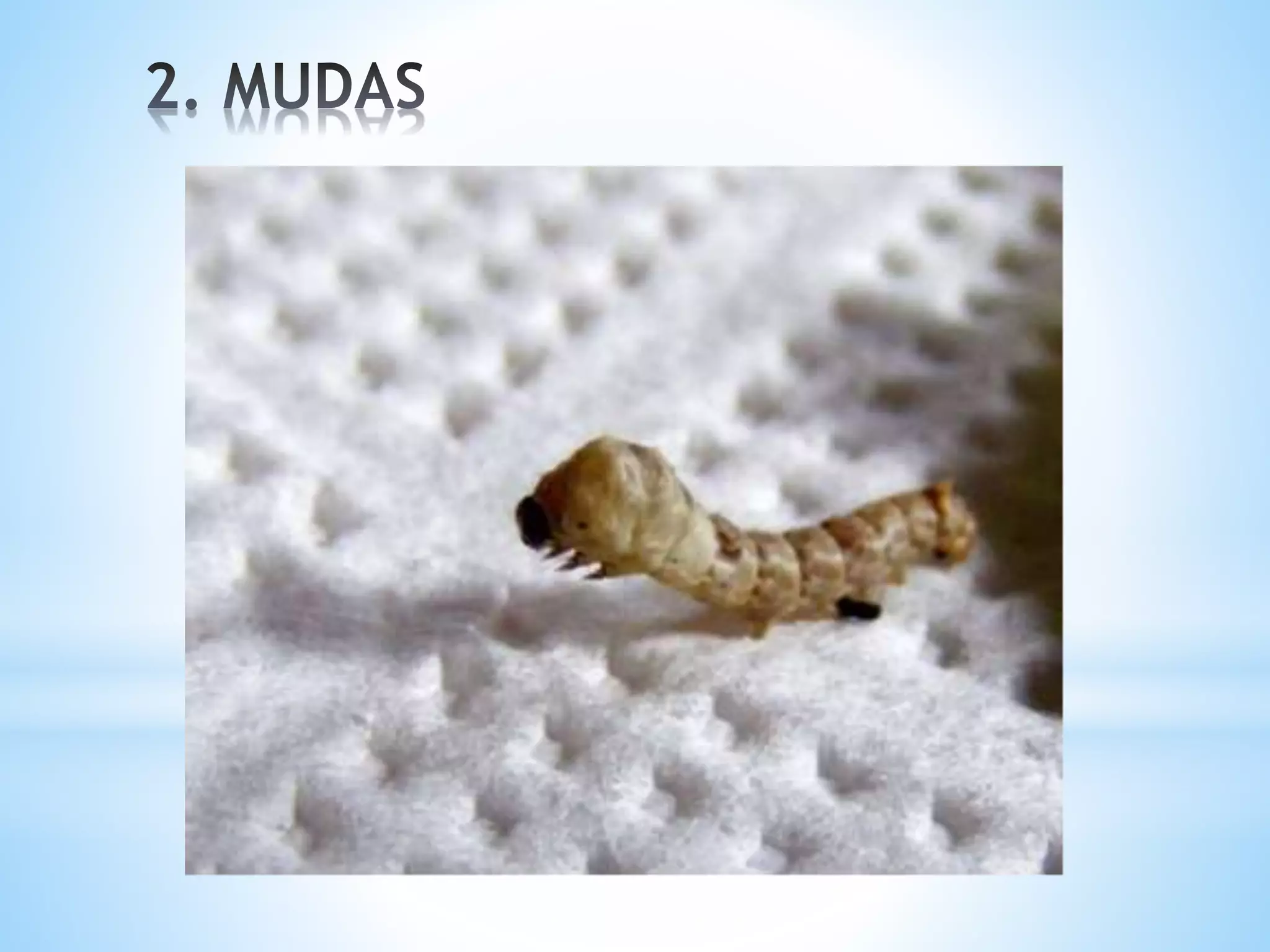 Los gusanos de seda | PPT