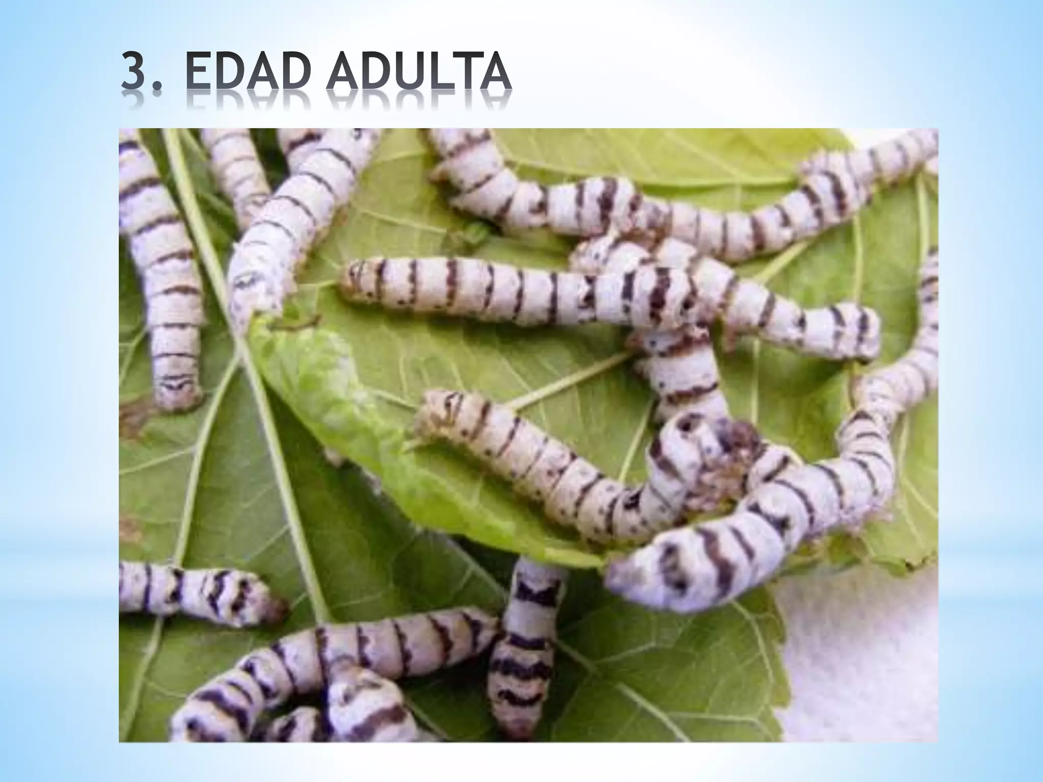 Los gusanos de seda | PPT