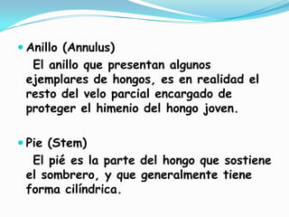 Los Hongos | PPTX