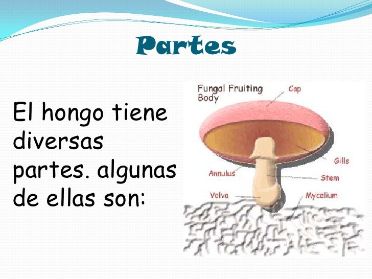 Imagenes de los hongos y sus partes - Imagui